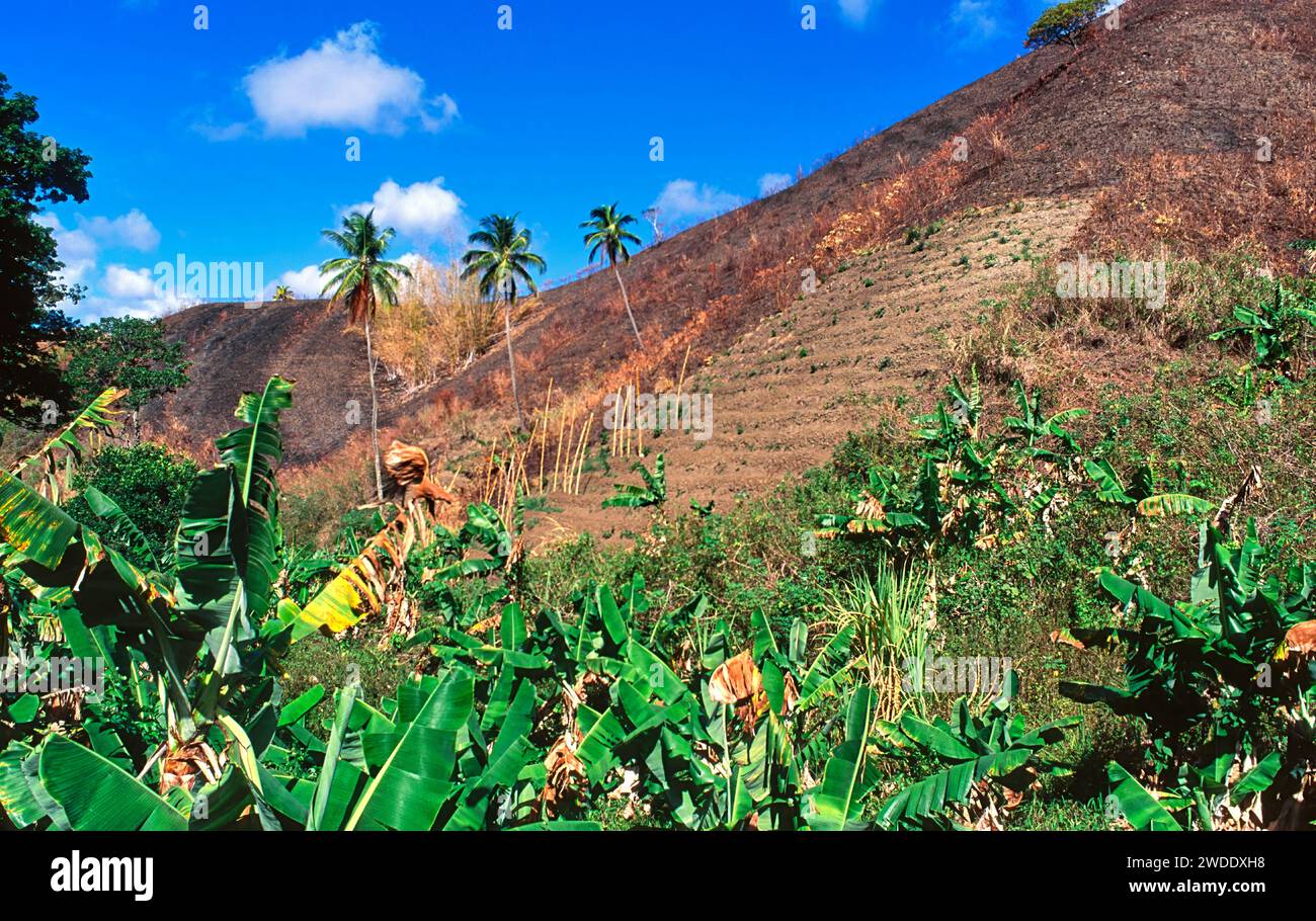 Tobago West Indies plant cultivation on the hills by slash and burn ...