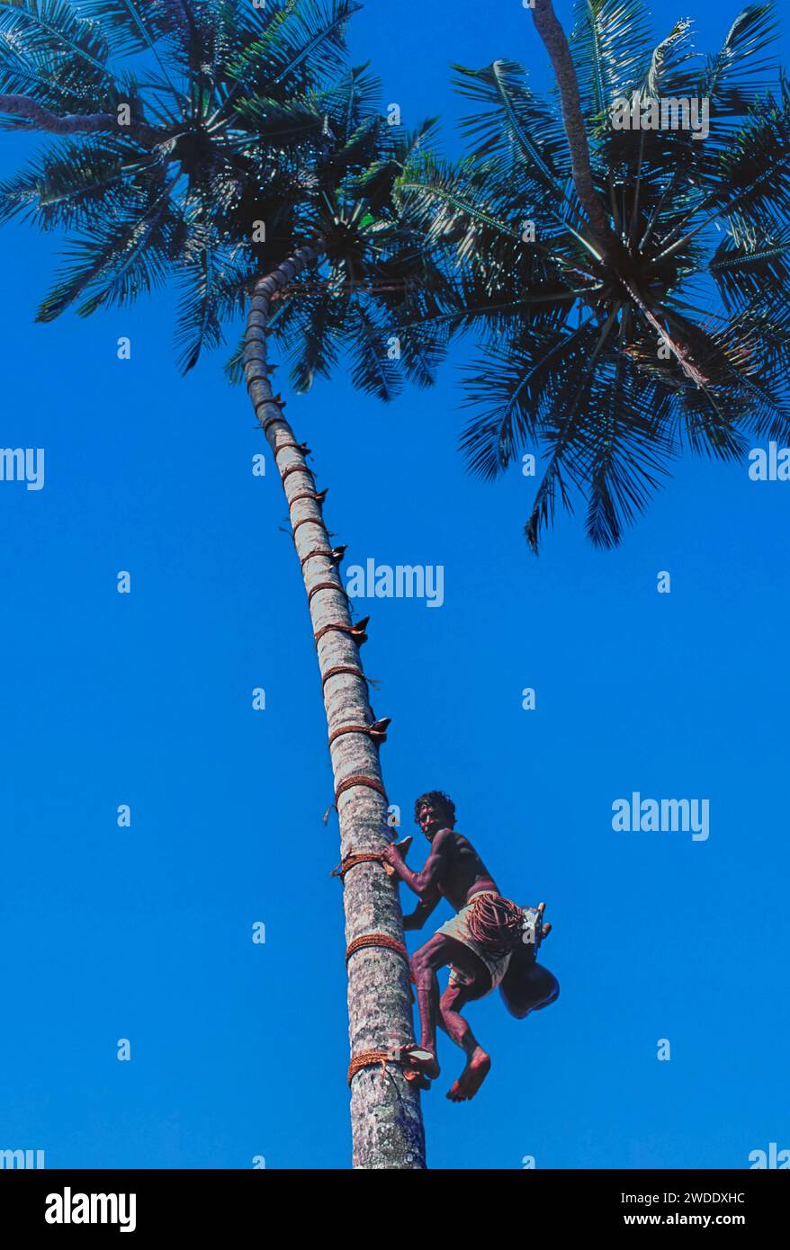 Toddy-tapper climbing a toddy palm in Sri Lanka Stock Photo - Alamy