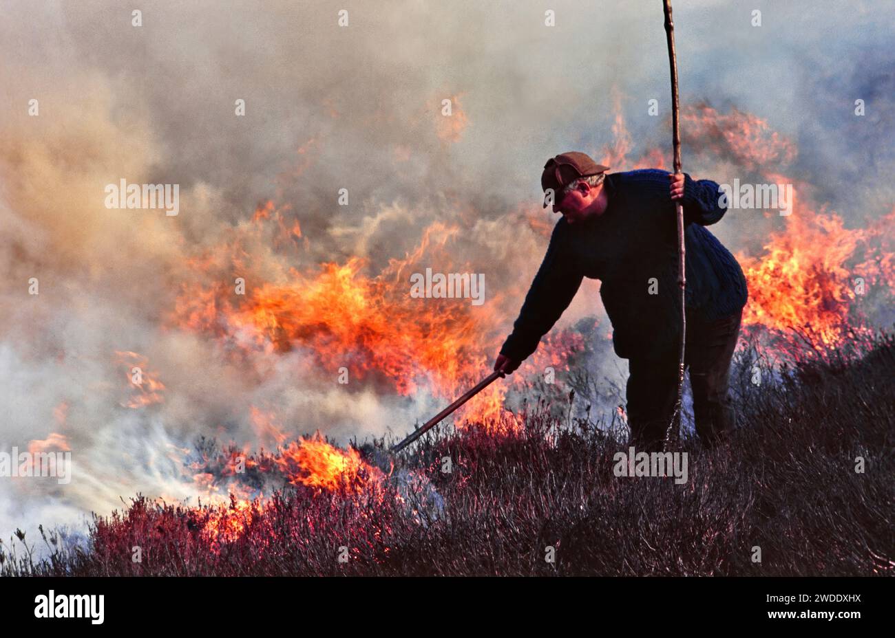 Traditional heather burning on an estate in Scotland keeper setting ...