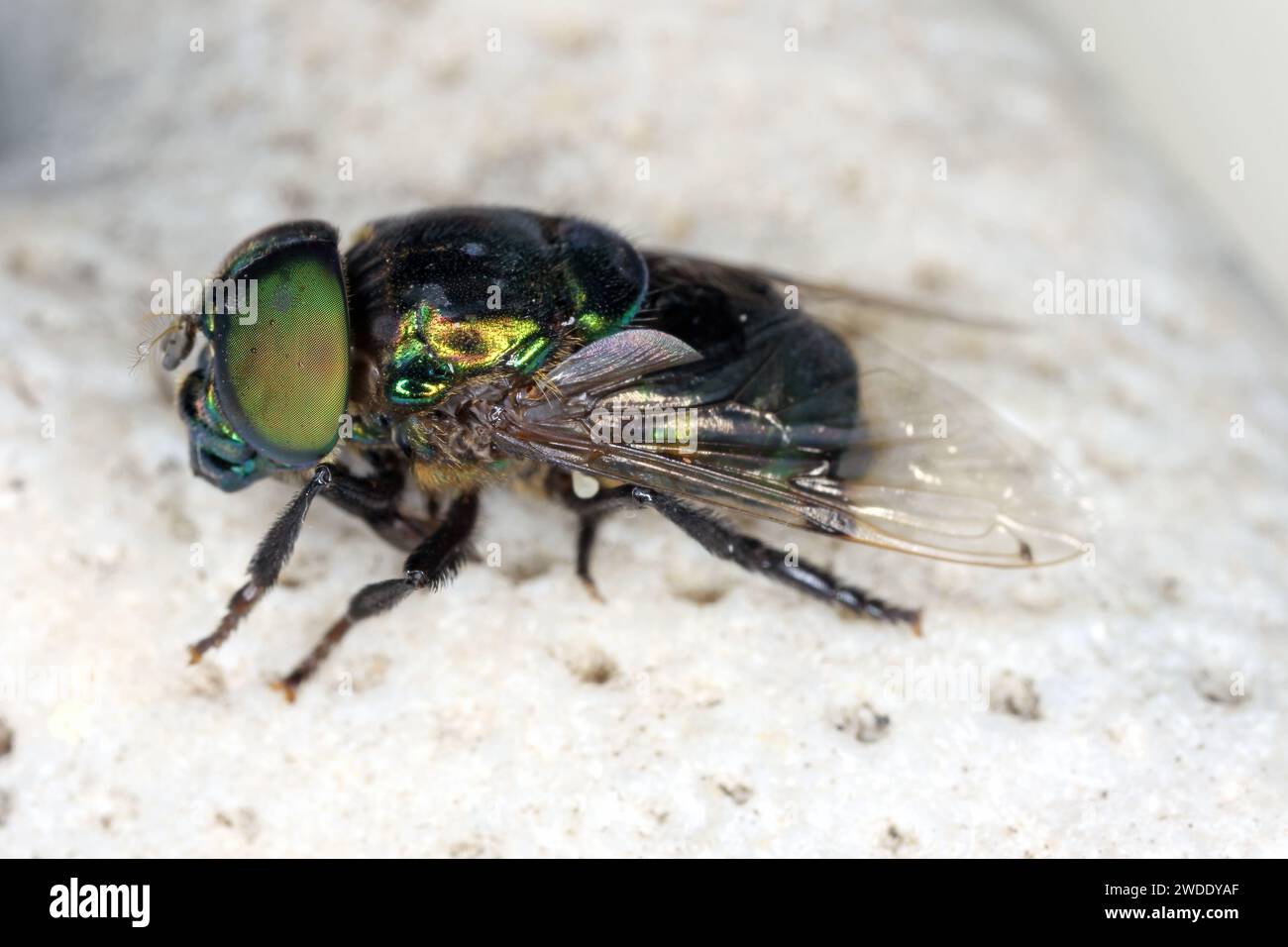 Adult Green Jewel Fly of the species Ornidia obesa Stock Photo - Alamy