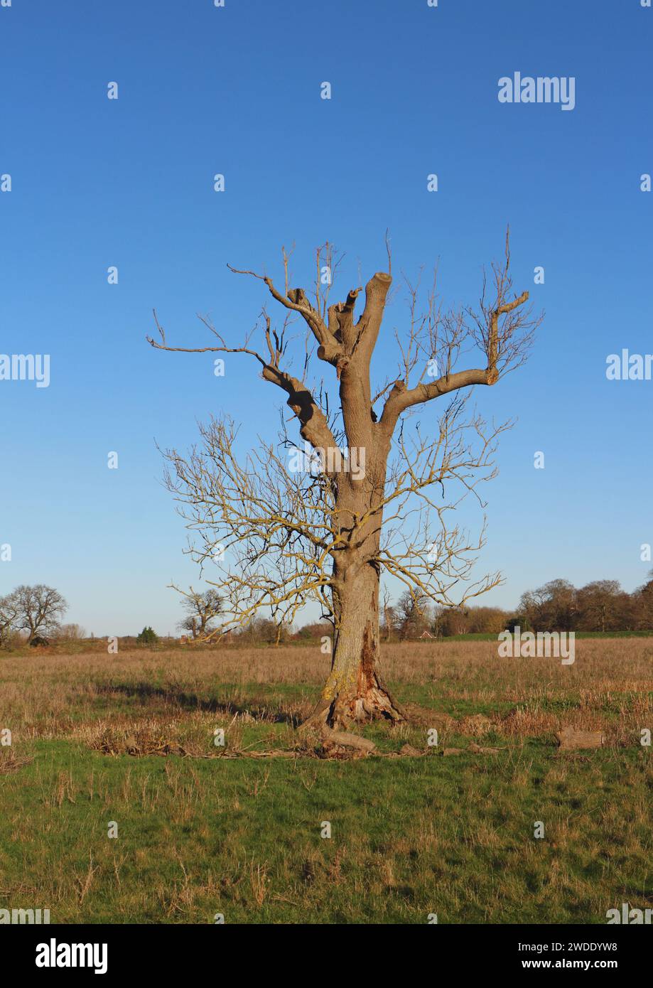 A solitary pollarded Oak tree, Quercus robur, in the centre of the site ...