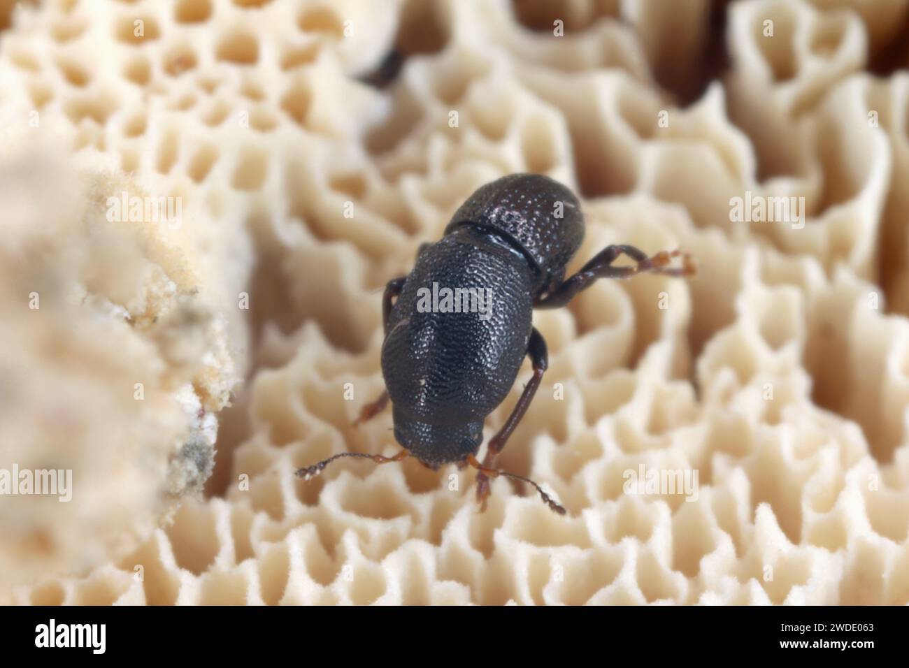 Talpella mauritiana, tiny beetle in the family Anthribidae. An endemic ...