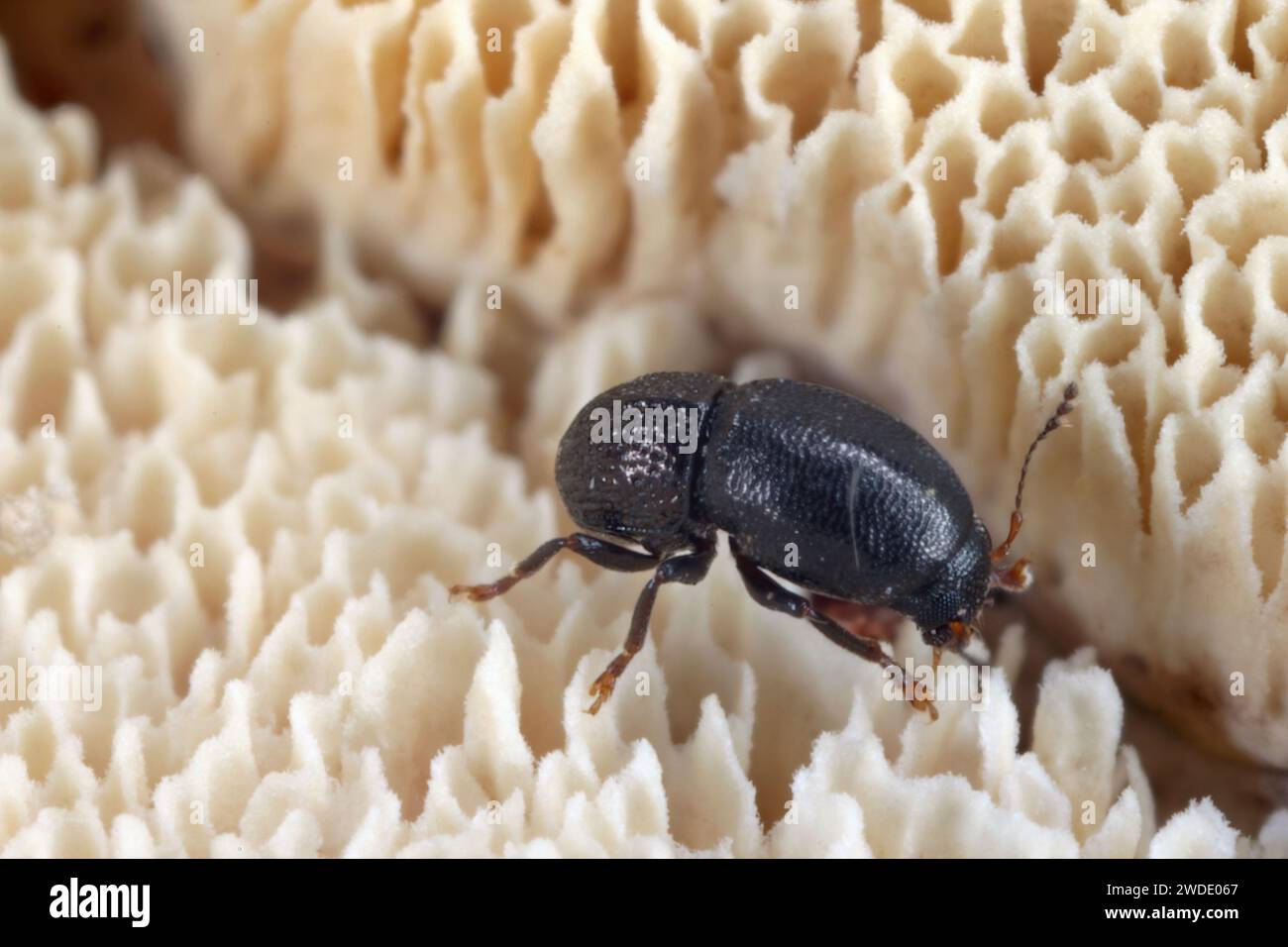 Talpella mauritiana, tiny beetle in the family Anthribidae. An endemic ...