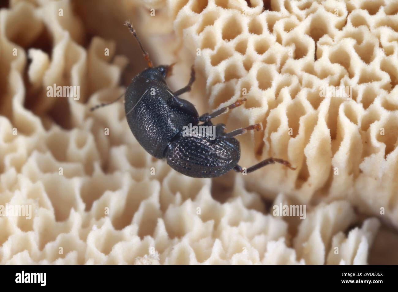 Talpella mauritiana, tiny beetle in the family Anthribidae. An endemic ...