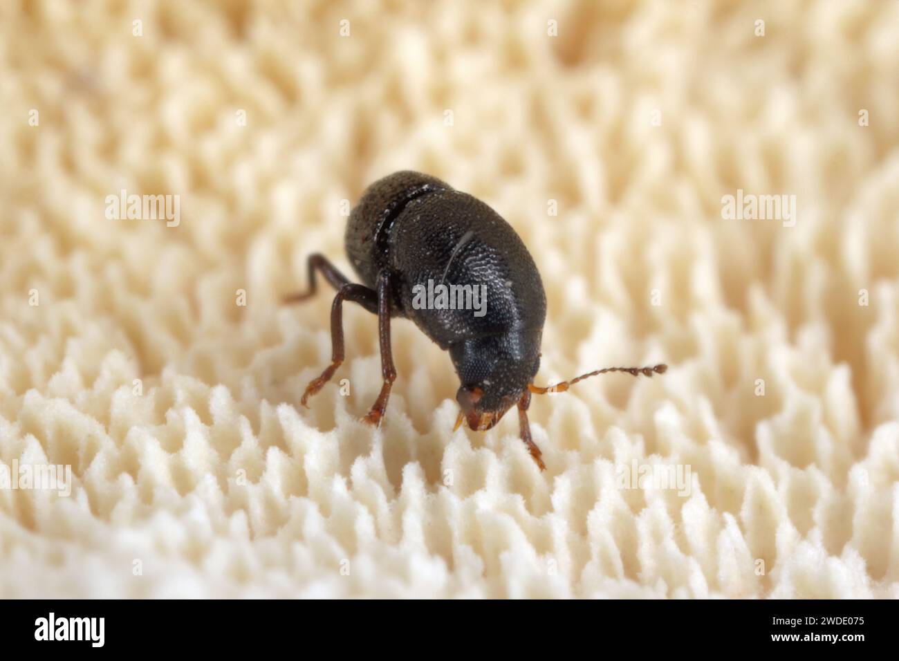 Talpella mauritiana, tiny beetle in the family Anthribidae. An endemic ...