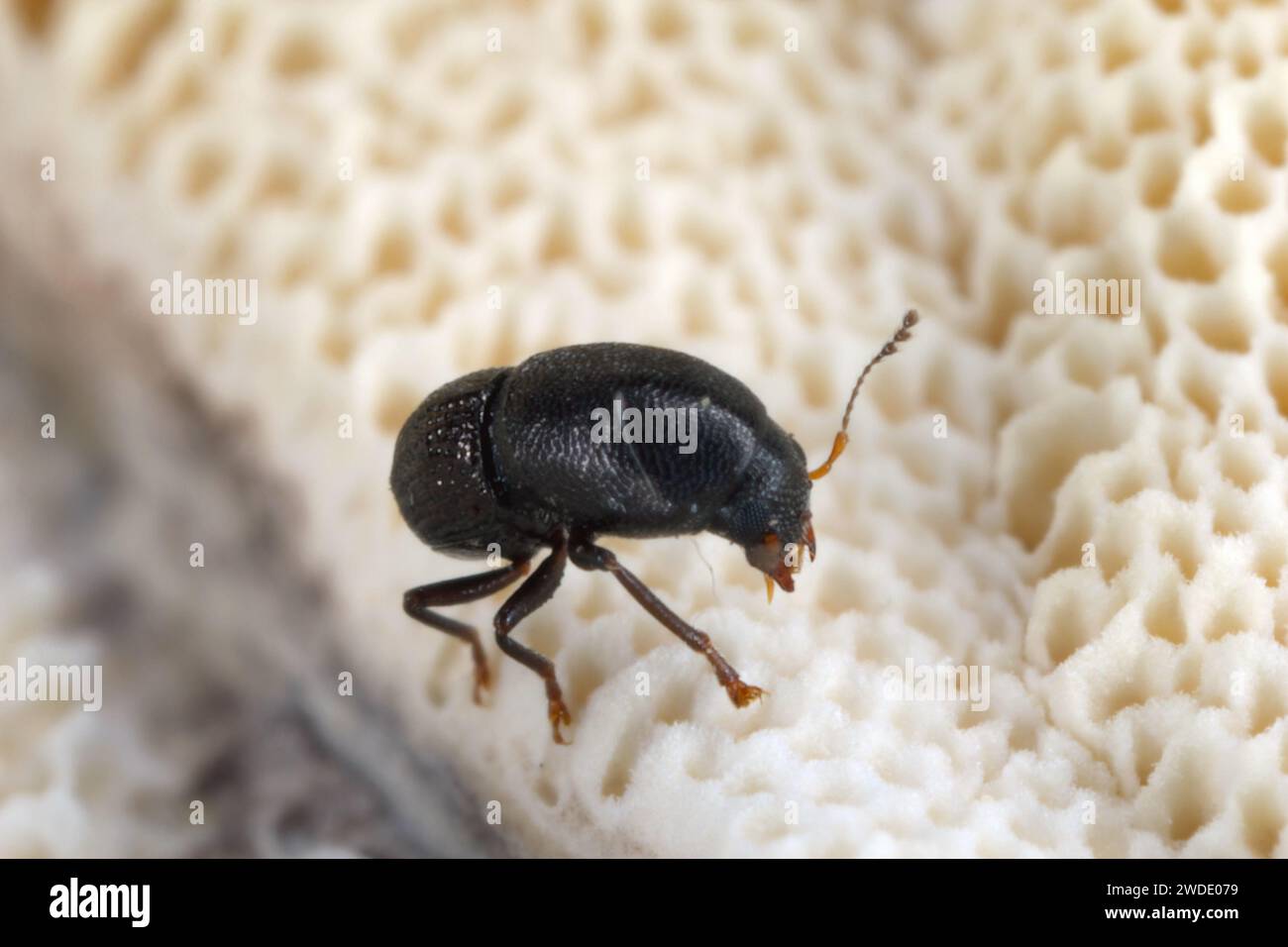 Talpella mauritiana, tiny beetle in the family Anthribidae. An endemic ...
