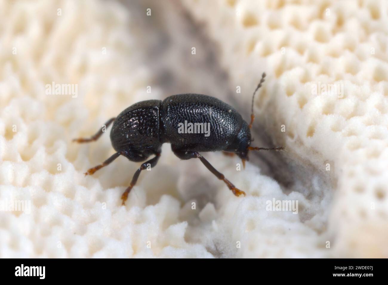 Talpella mauritiana, tiny beetle in the family Anthribidae. An endemic ...