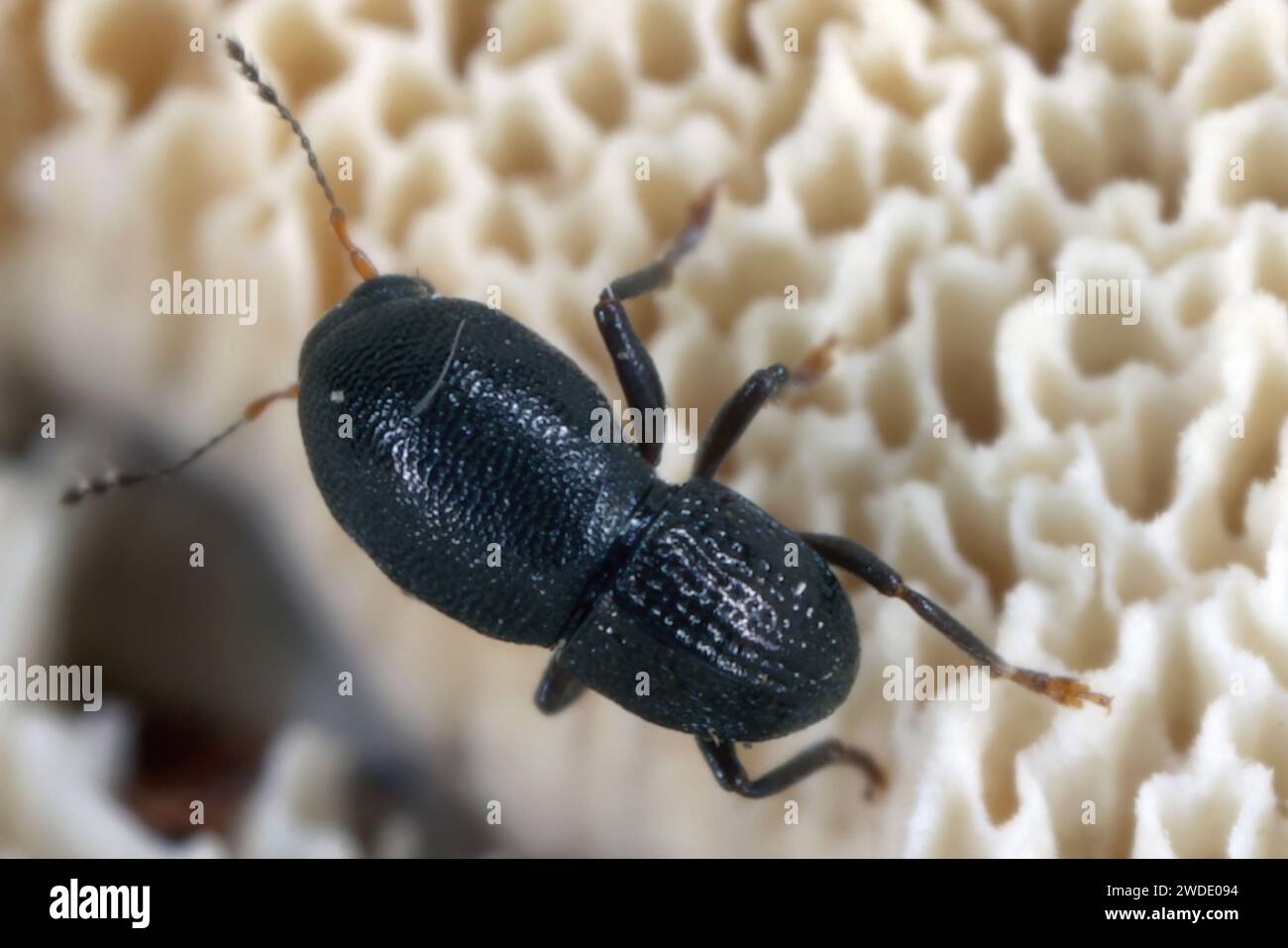 Talpella mauritiana, tiny beetle in the family Anthribidae. An endemic ...