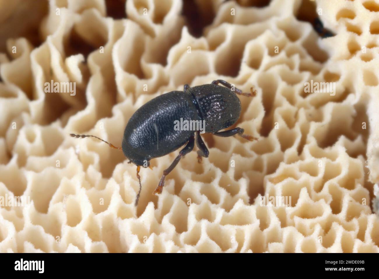 Talpella mauritiana, tiny beetle in the family Anthribidae. An endemic ...