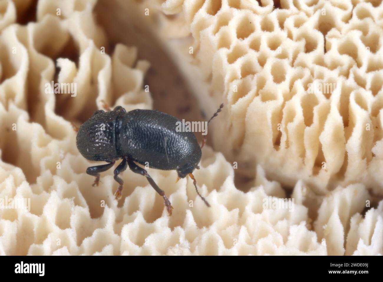 Talpella mauritiana, tiny beetle in the family Anthribidae. An endemic ...