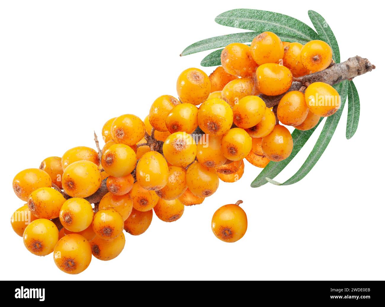 Common sea buckthorn berries isolated on white. File contains clipping ...