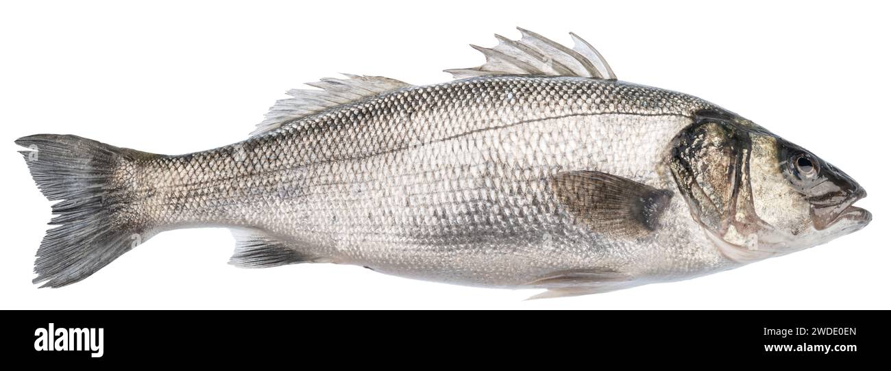 Sea bass, one raw fish isolated on white background. File contains ...