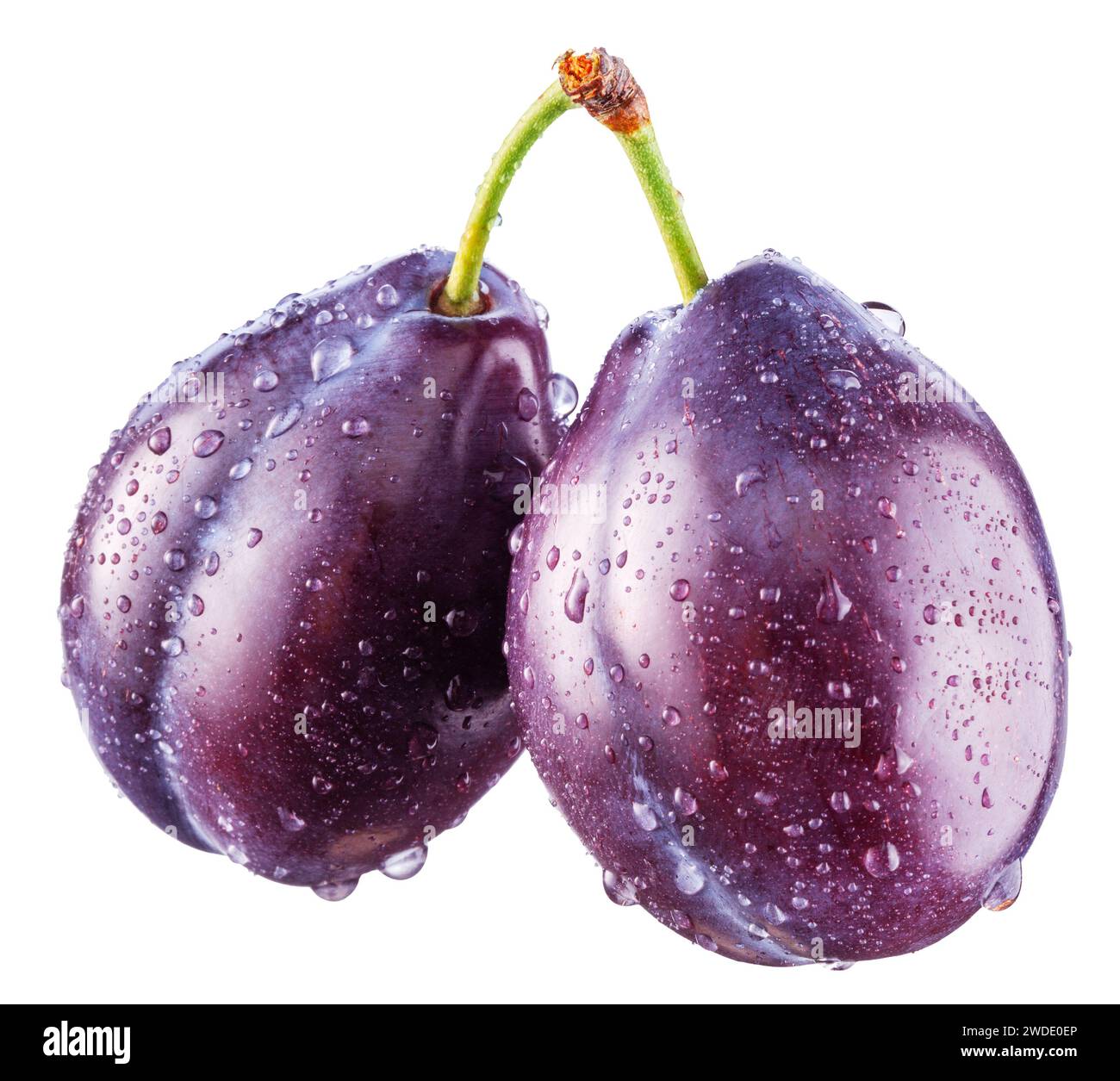 Ripe prune plums covered with water drops on white background. Clipping ...