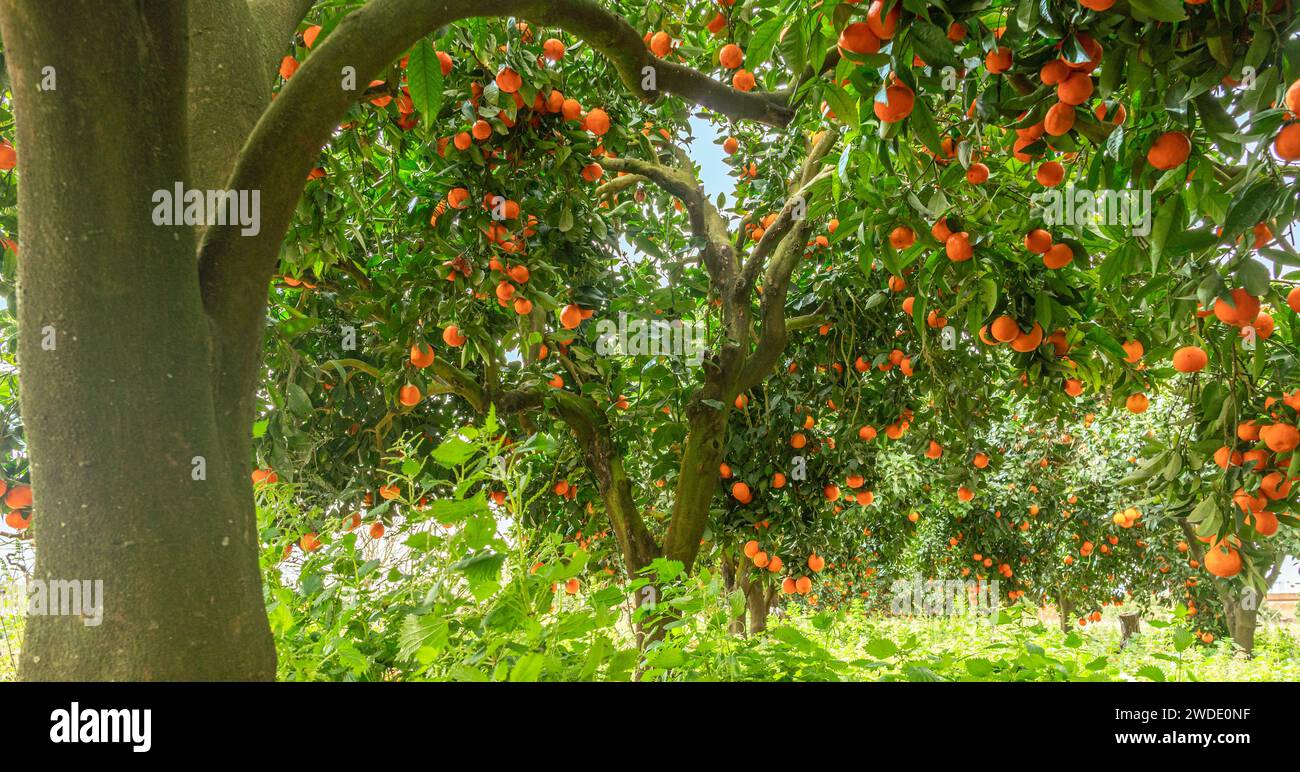 Tangerine tree or Citrus tangerina completely covered with ripe fruits ...