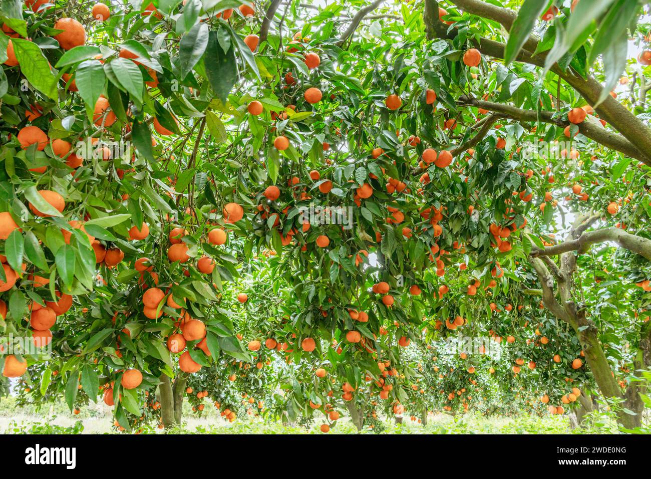 Tangerine tree or Citrus tangerina completely covered with ripe fruits ...