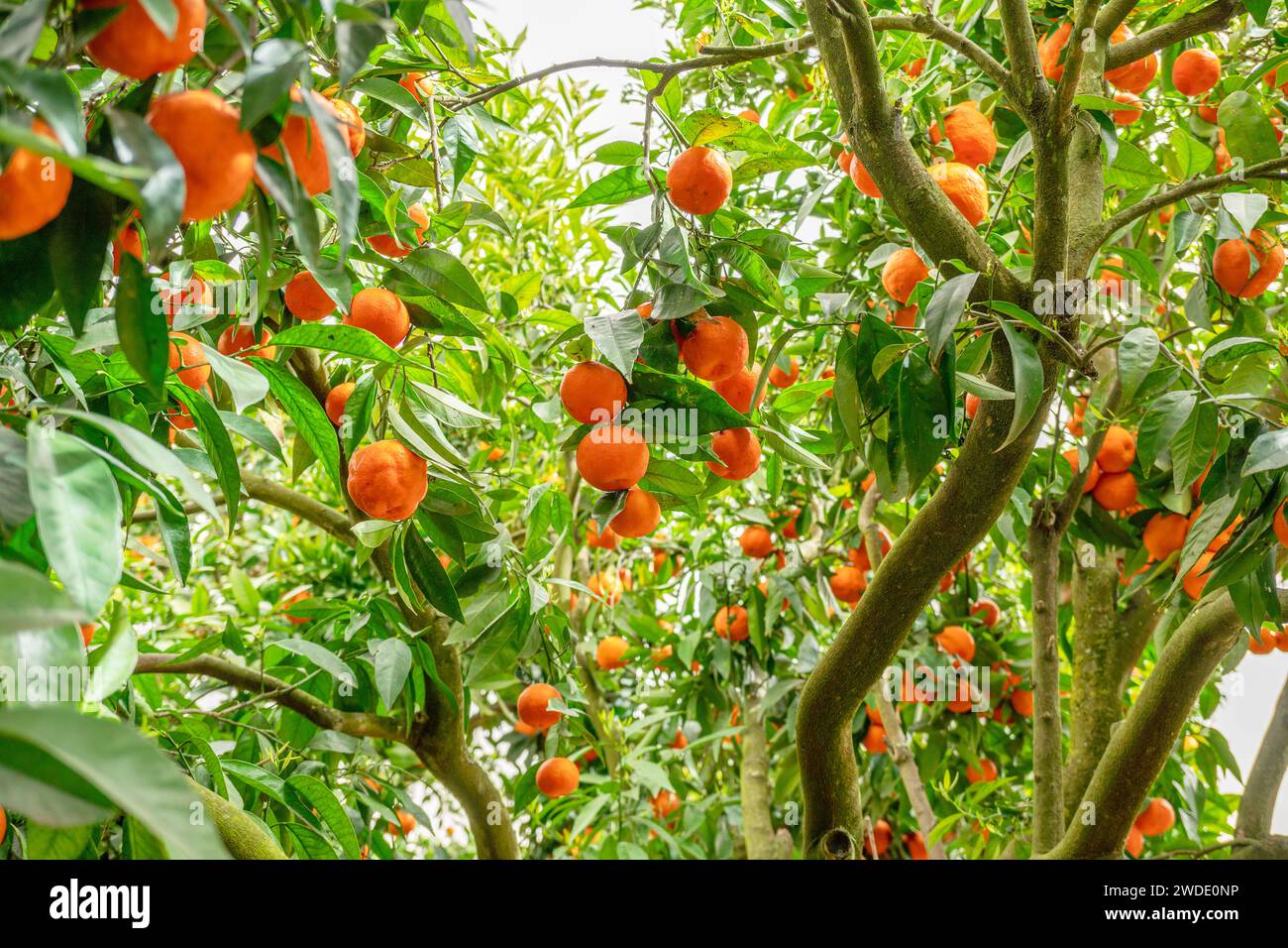 Tangerine tree or Citrus tangerina completely covered with ripe fruits ...
