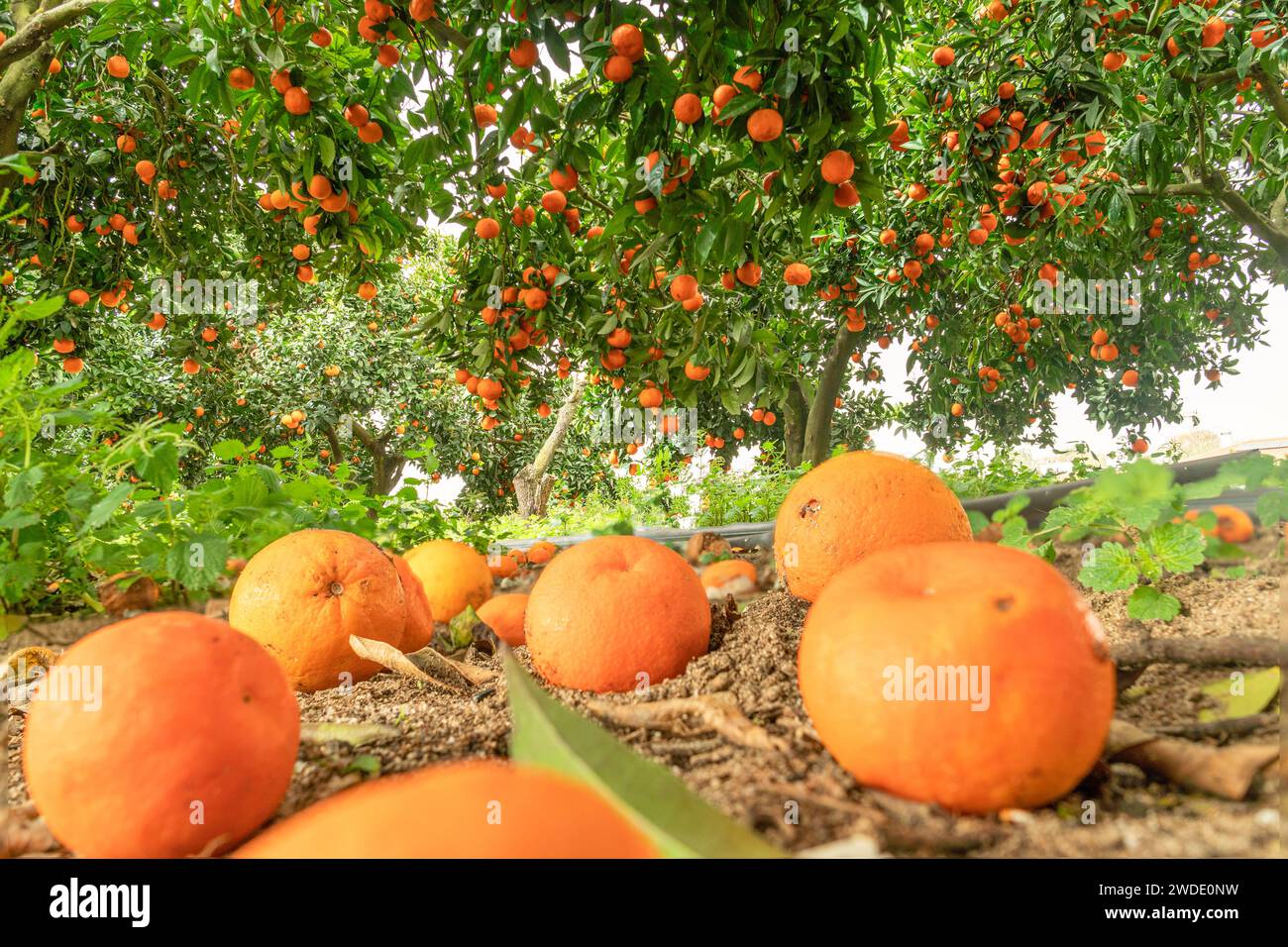 Tangerine fruits on the ground and trees with fruits at the background ...