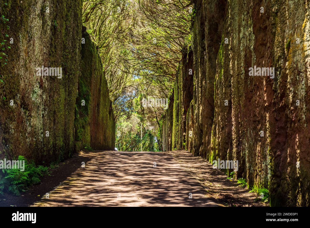 Unusual tree branches form arche over narrow passage between rocks in ...