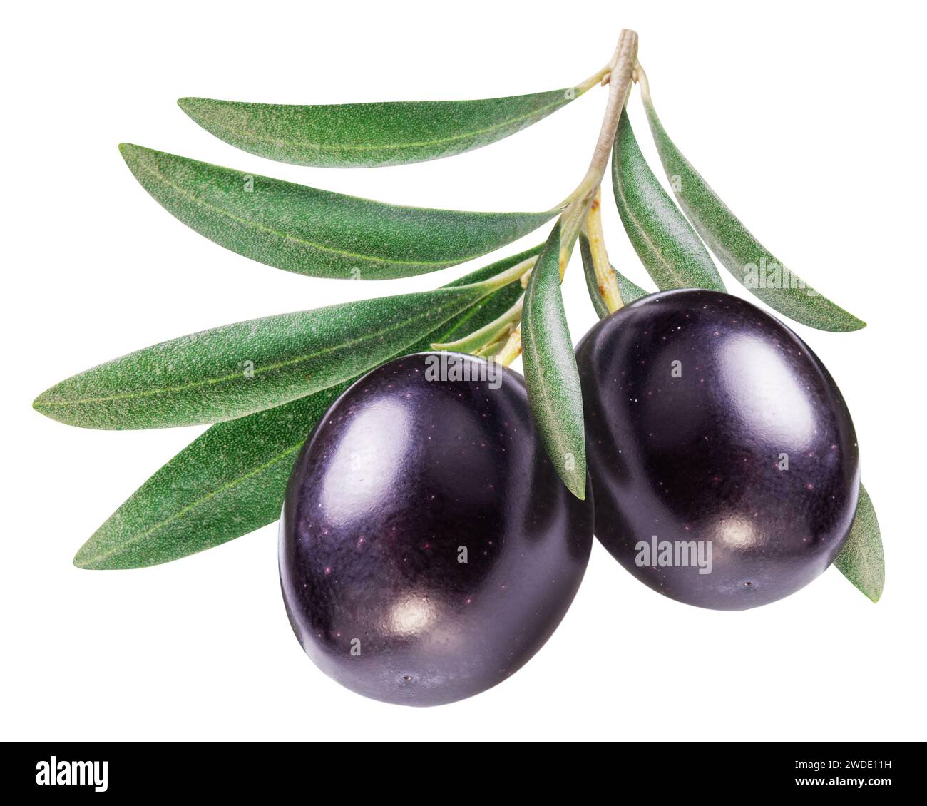 Dark purple olive Cut Out Stock Images & Pictures - Alamy