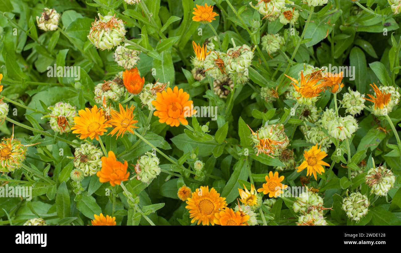 Group of calendula flowers and faded flower heads with calendula seeds ...