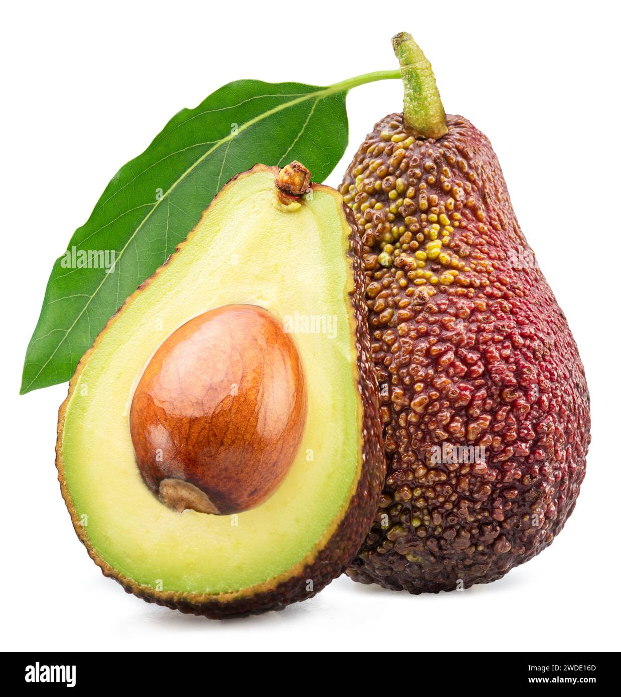 Hass avocado fruits with leaves isolated on white background Stock ...