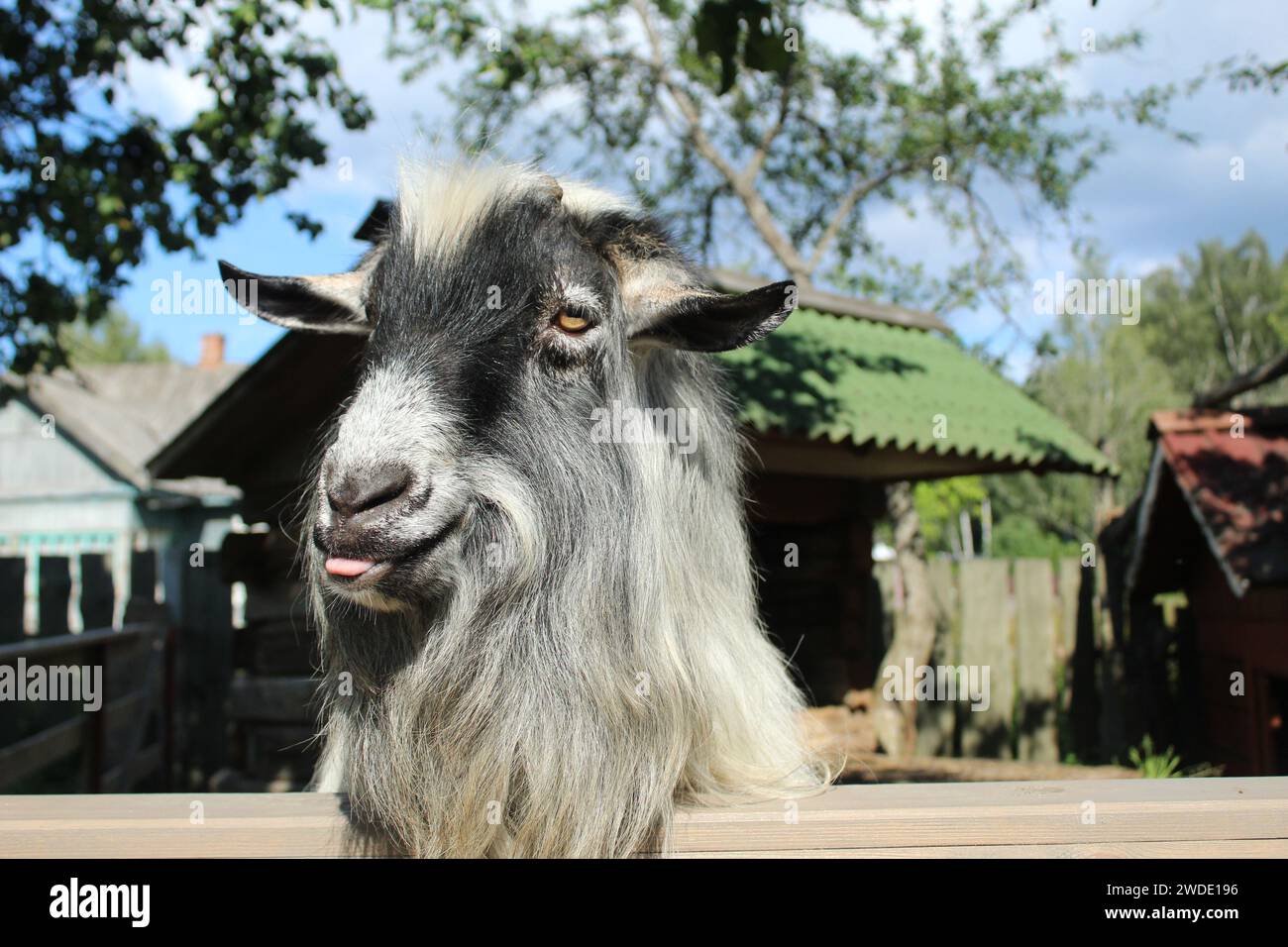 A gray goat on a farm eats hay and shows its tongue. Funny pets. How ...