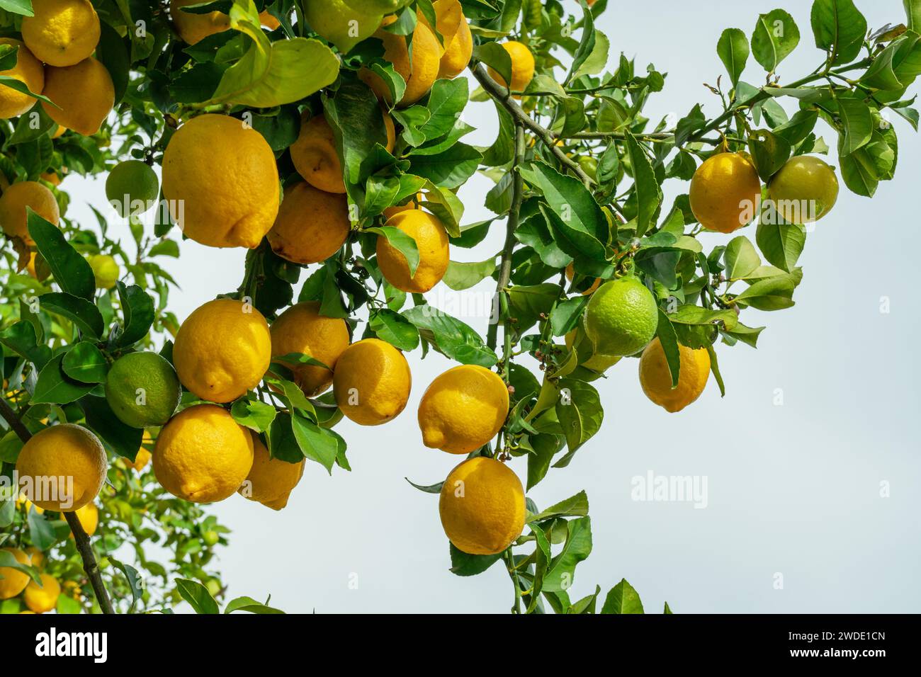 Plenty of ripe lemons on the lemon tree in the orchard. White building ...