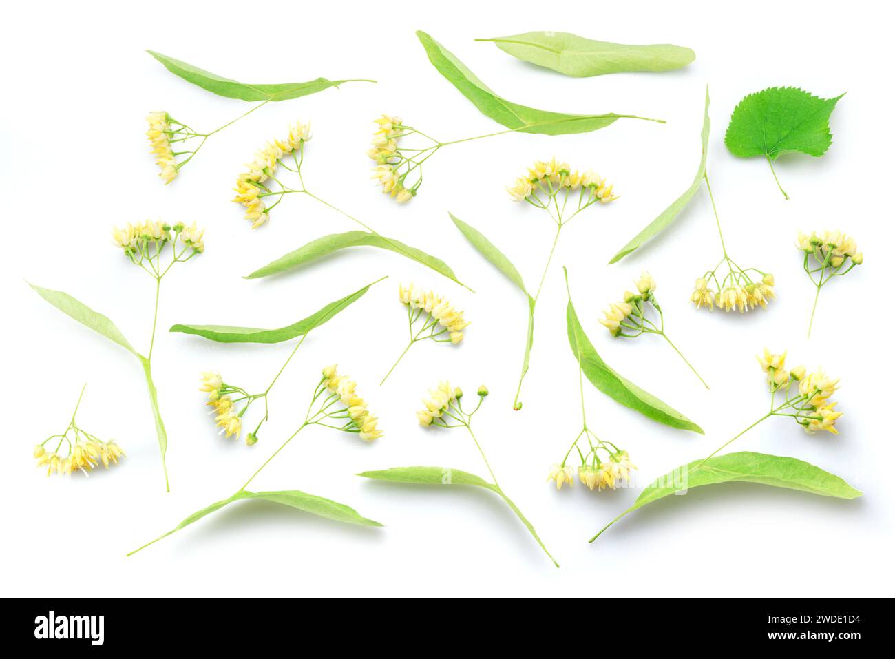 Collection of linden flowers, tilia bracts and leaves isolated on white ...