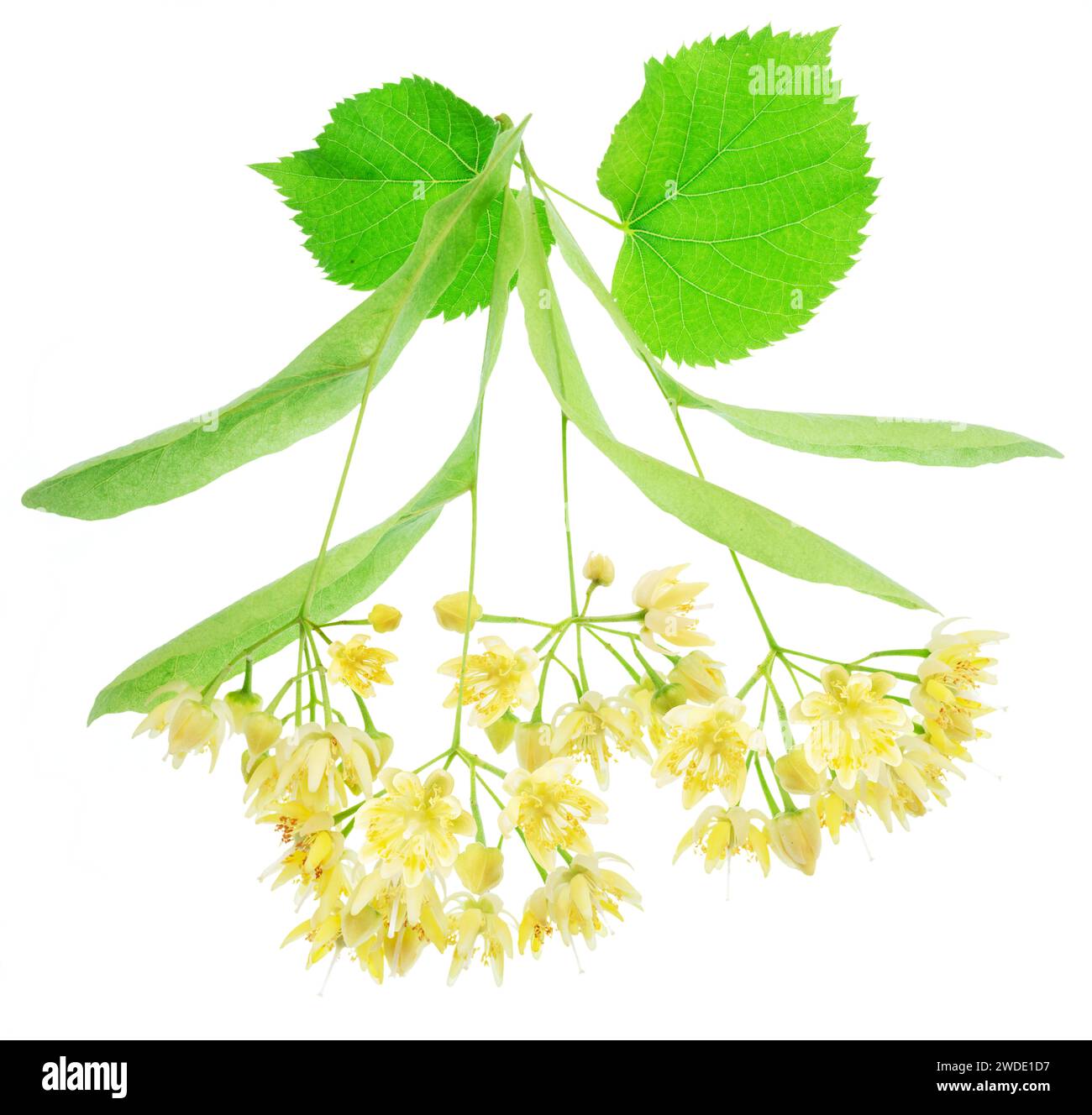 Linden flowers or lime tree flowers isolated on white background Stock ...