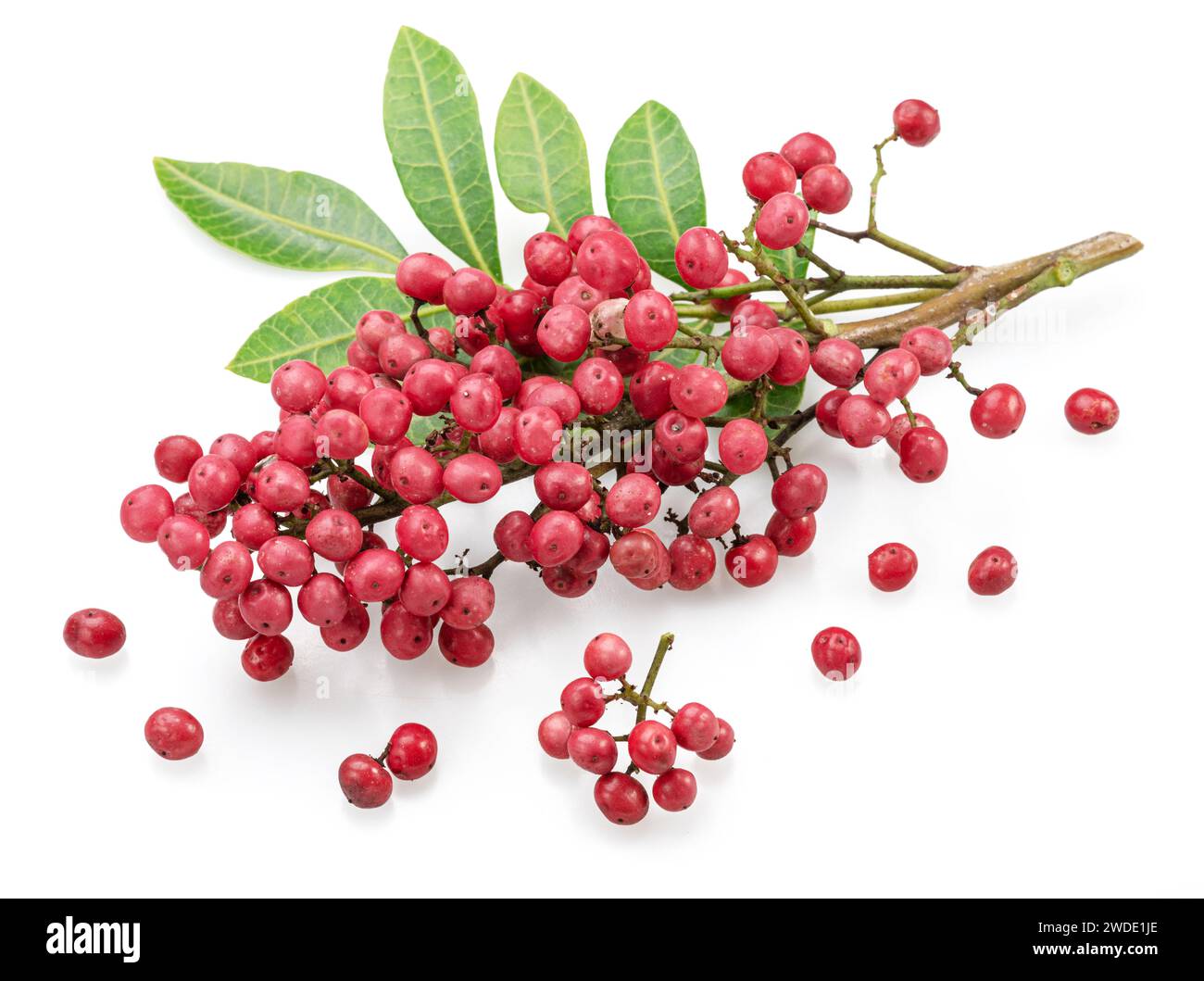 Fresh pink peppercorns on branch with green leaves isolated on white ...