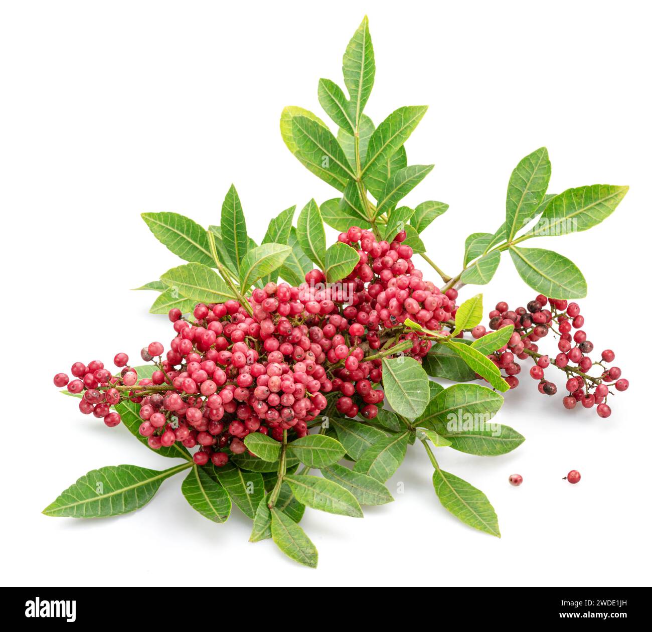 Fresh pink peppercorns on branch with green leaves isolated on white ...