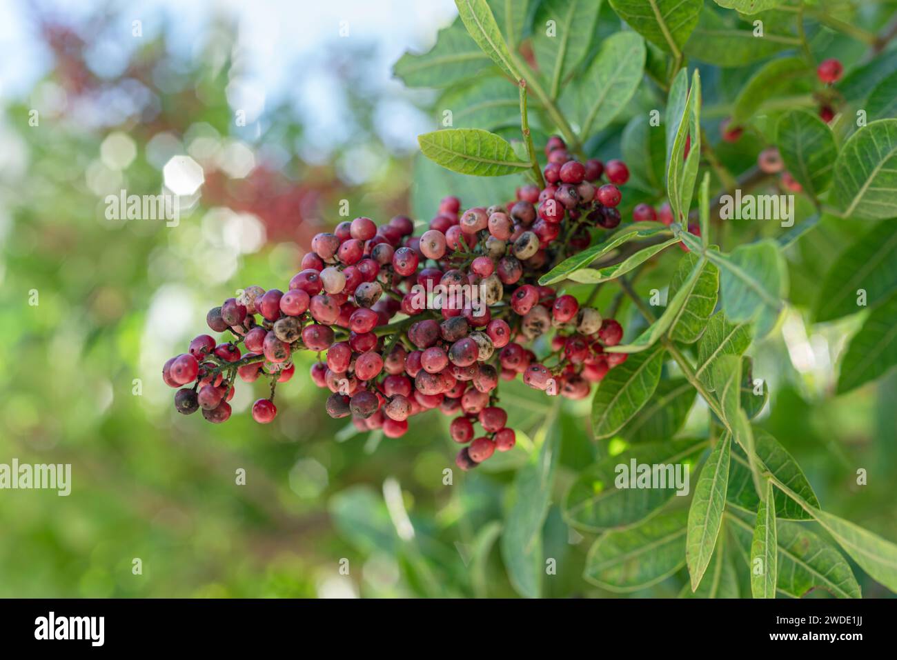 Fresh pink peppercorns on peruvian pepper tree branch. Green foliage at ...