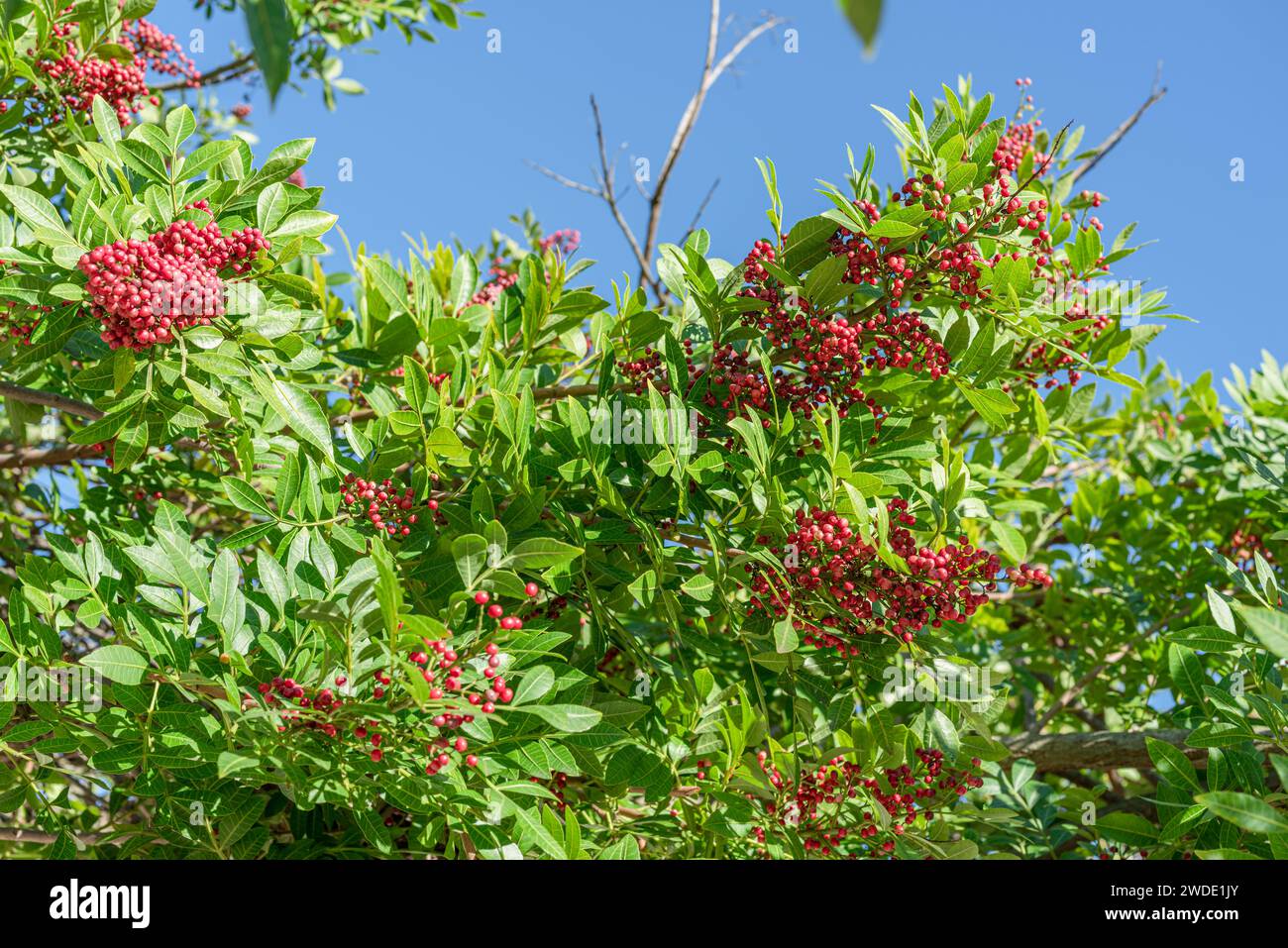 Fresh pink peppercorns on peruvian pepper tree branch. Blue sky at the ...