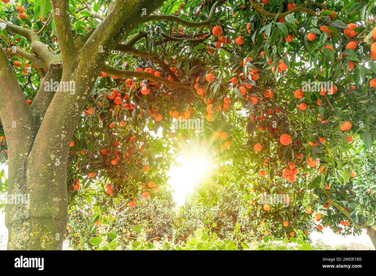 Tangerine tree or Citrus tangerina completely covered with ripe fruits ...