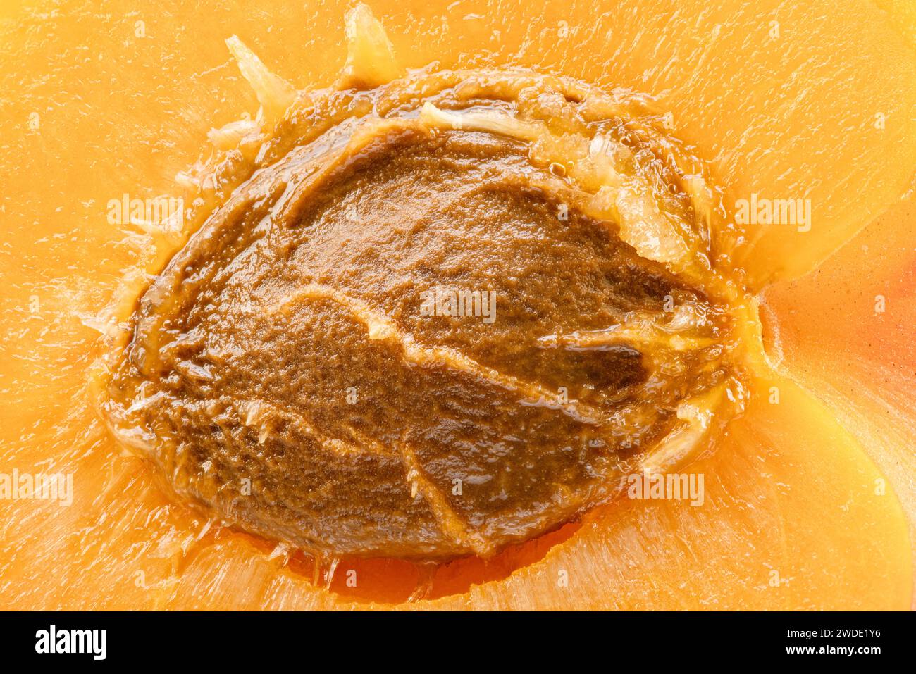 Ripe apricot cross section with juicy yellow flesh with stone closeup ...