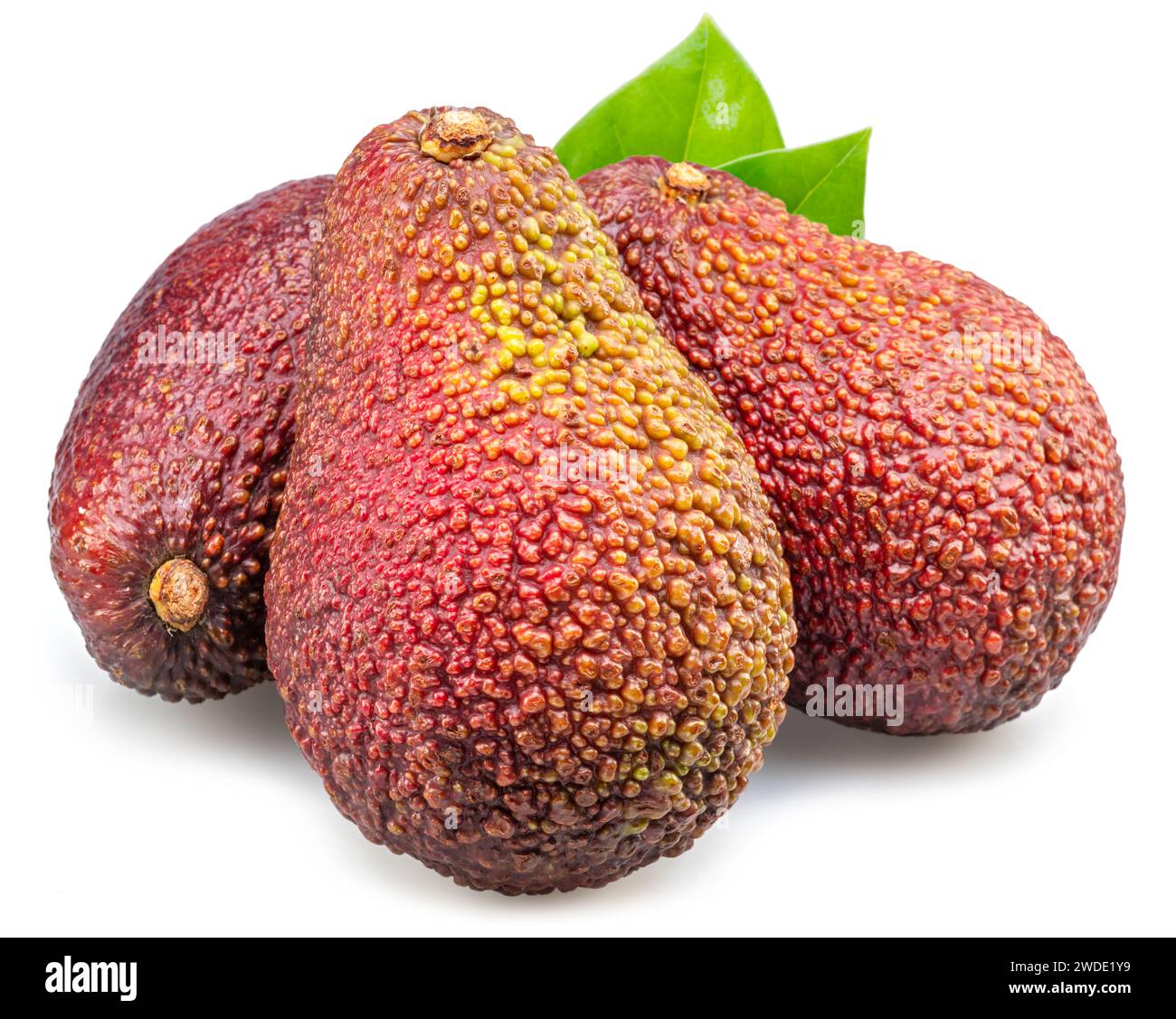 Hass avocado fruits with leaves isolated on white background Stock ...
