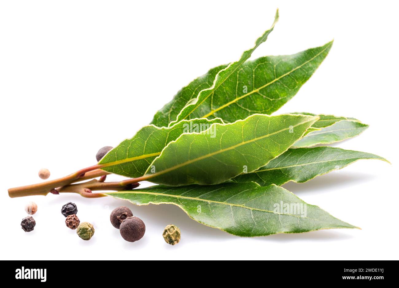 Bunch fresh bay leaves isolated hi-res stock photography and images - Alamy