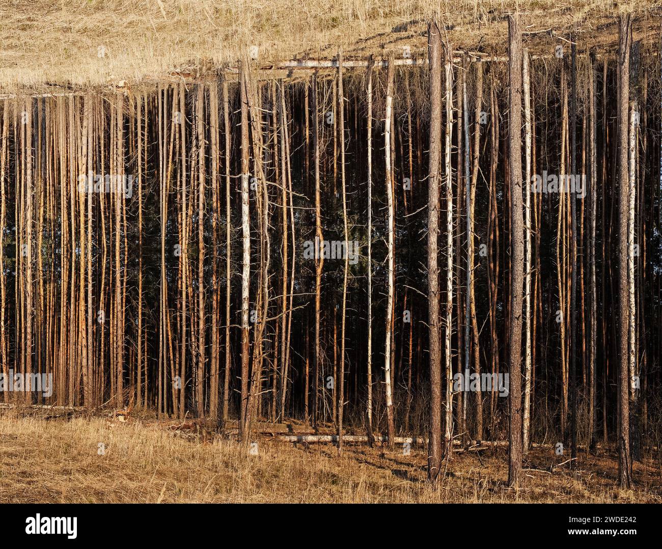 Empty tree trunks grow from the ground into the ground. Futuristic ...