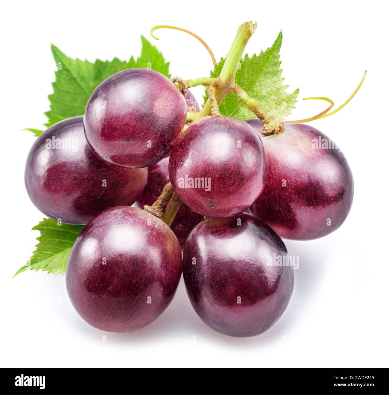 Small bunch of red table grape with grape leaves isolated on white ...