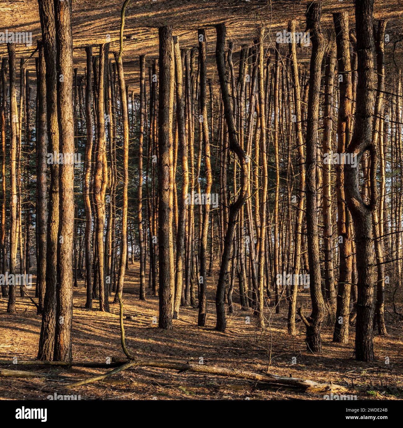 Empty tree trunks grow from the ground into the ground. Futuristic ...