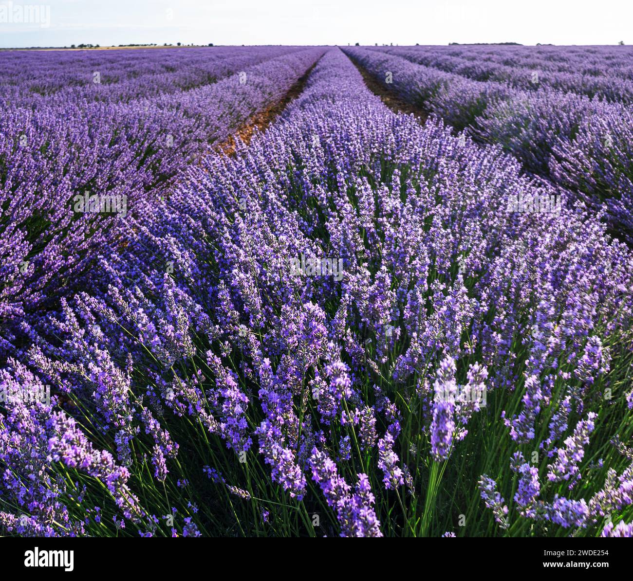 Lavender field in blossom. Rows of lavender bushes stretching to the ...