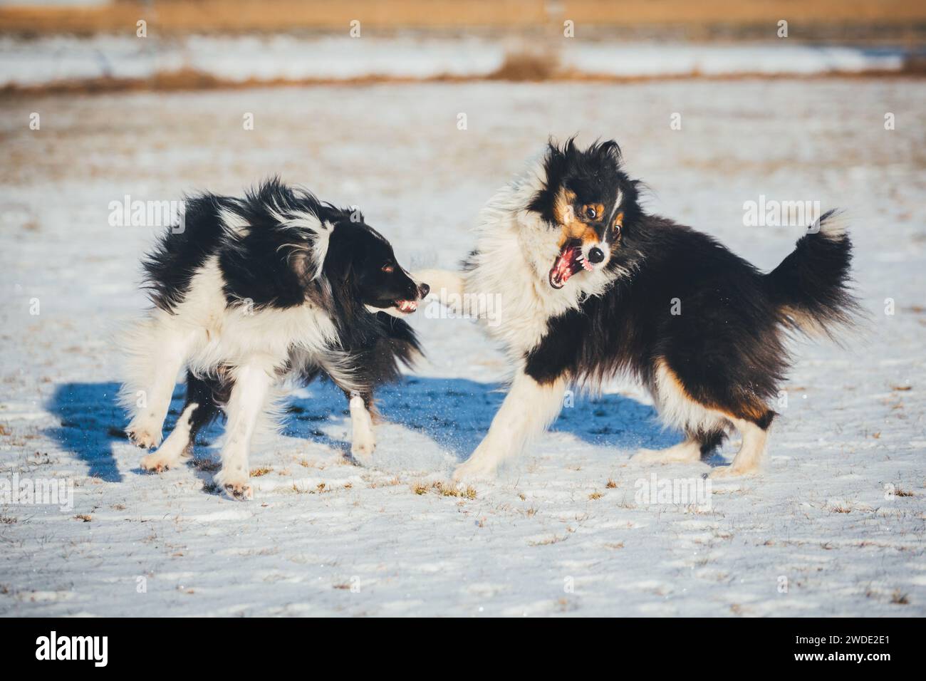 Two Shelties (Shetland Sheepdogs) playing Stock Photo - Alamy