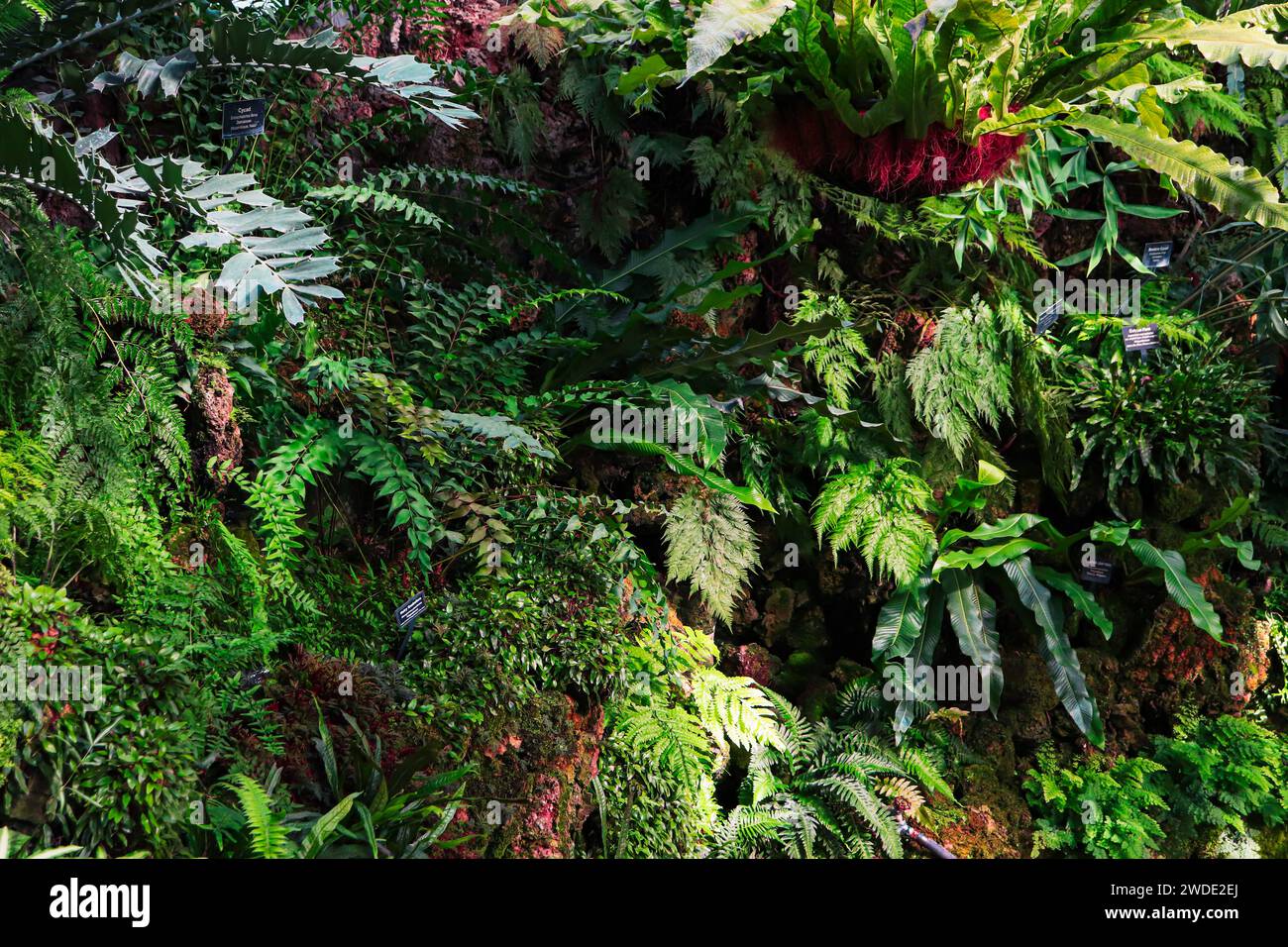 A verity of plants and lush greenery at the Chicago botanical garden ...