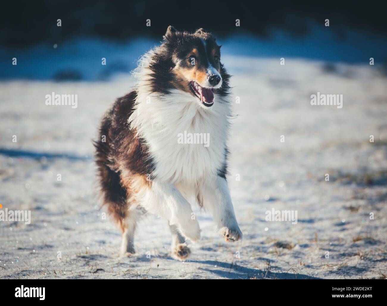 Sheltie (Shetland Sheepdog) running Stock Photo - Alamy