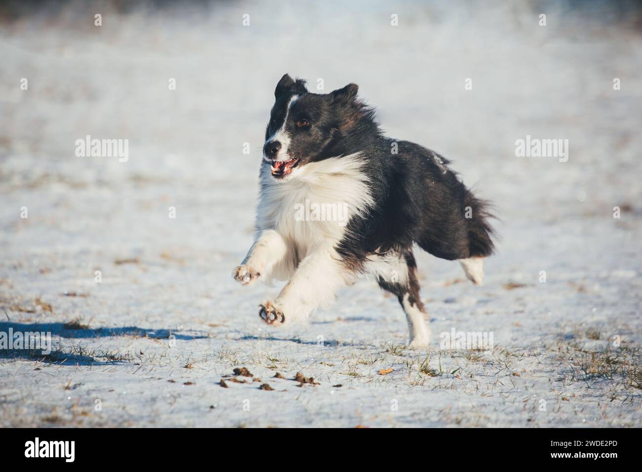 Shetland sheepdog running in snow hi-res stock photography and images ...