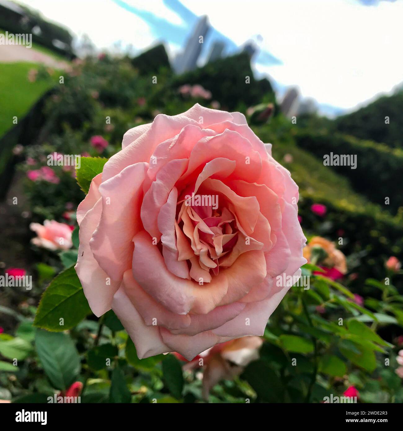 Pink Garden Rose blooming in Millennium Park as high rise buildings ...