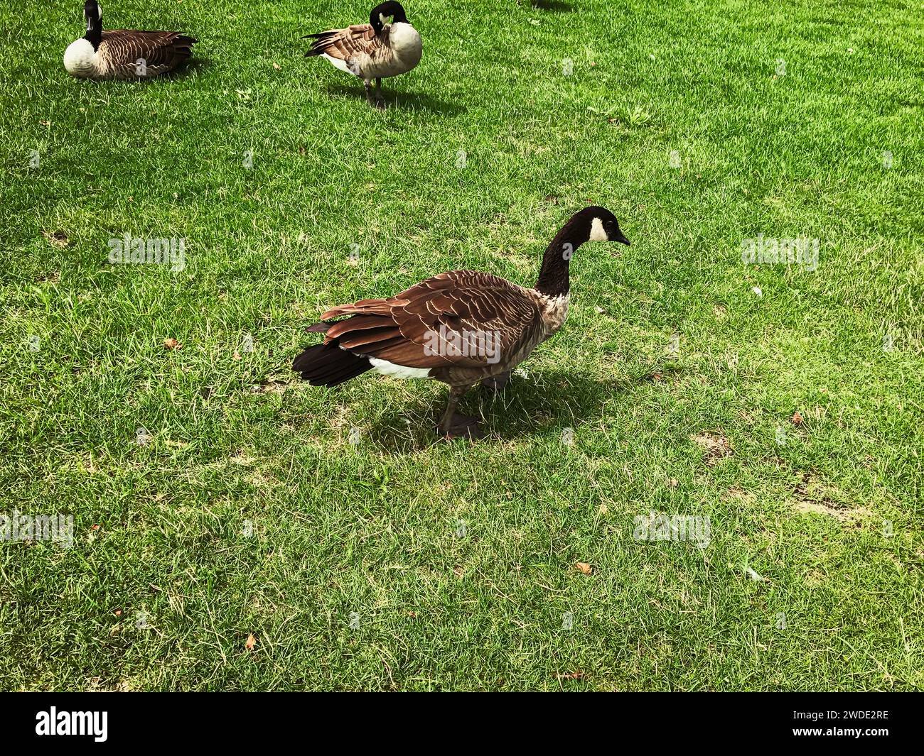 Three brown Canada geese (Branta canadensis) ducks walking on grass ...