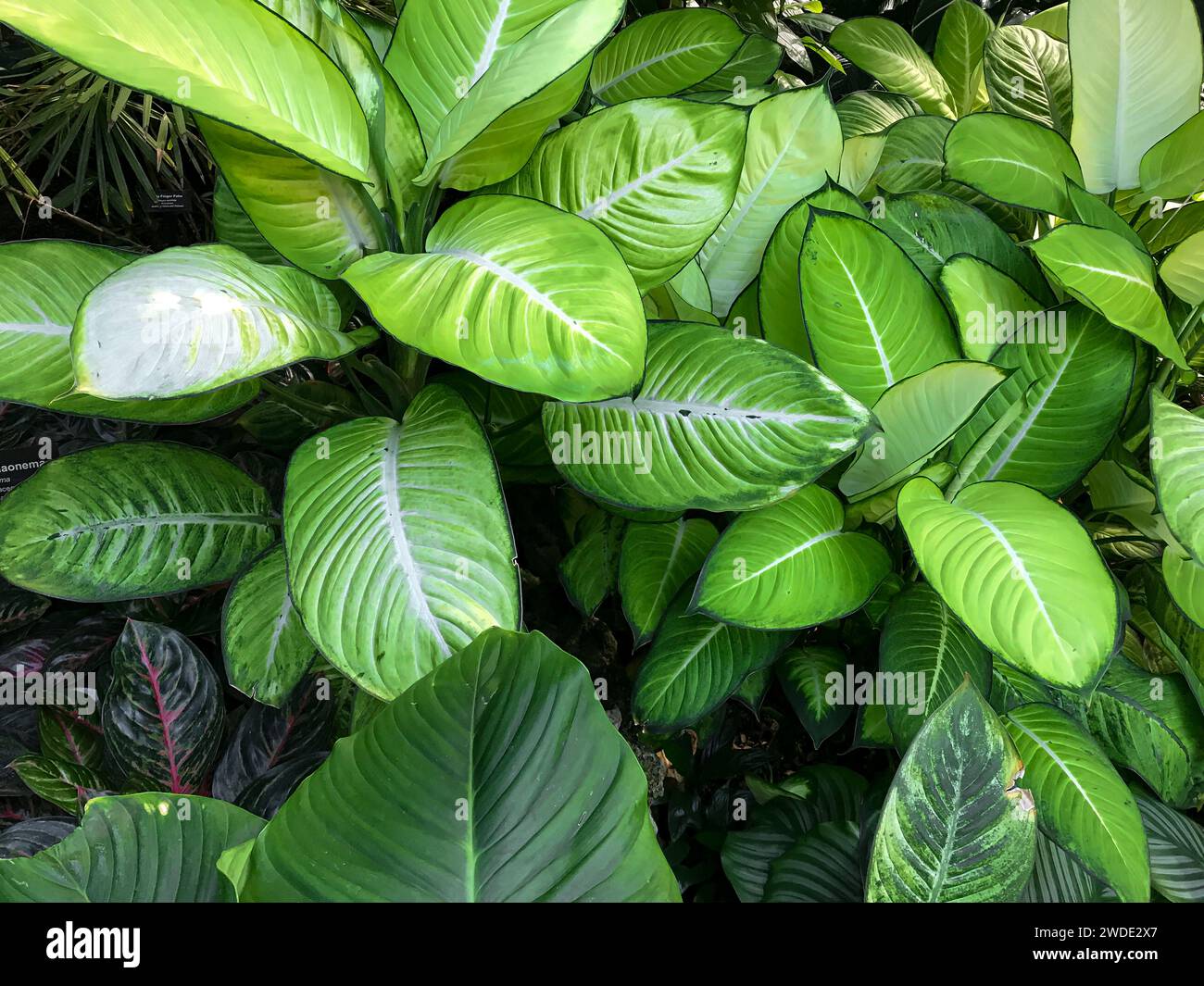 Background of Dieffenbachia seguine green paddle shaped leaves also ...