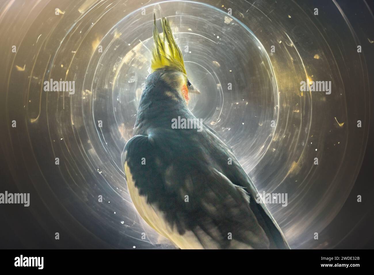 A parrot looks at our future planet. Concept for protection of animals ...