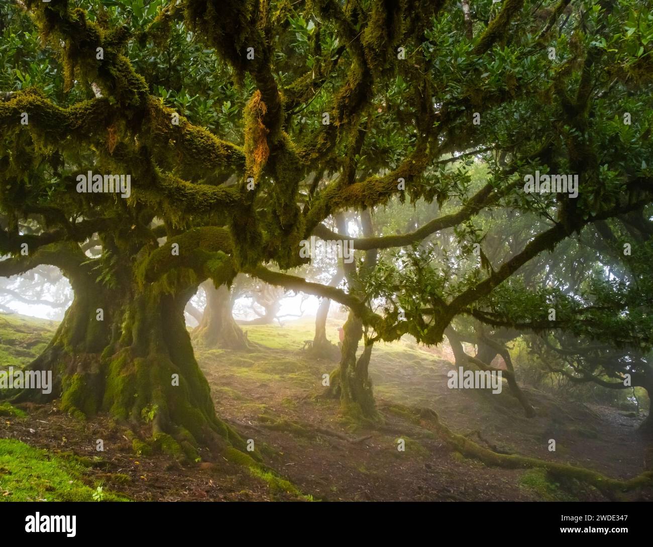 Fanal forest old mystical tree in Madeira island. Twisted trees in fog ...